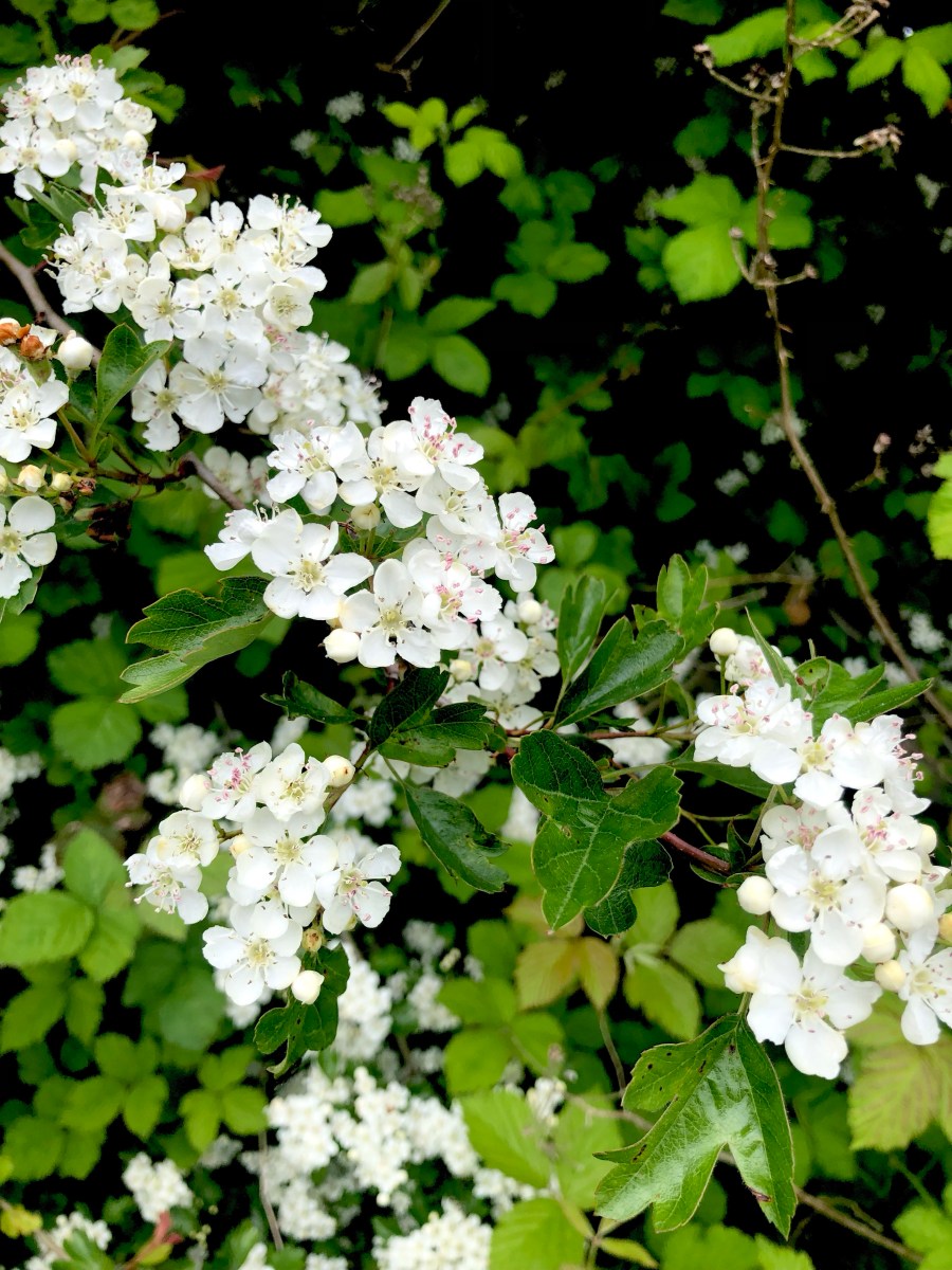 About – Patrin Foundation